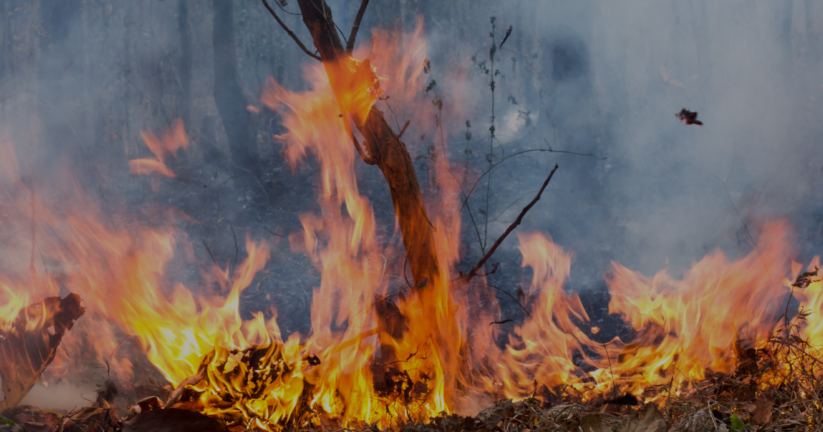 Take Action to Help Save the Amazon Rainforest | CanadaHelps - Donate ...