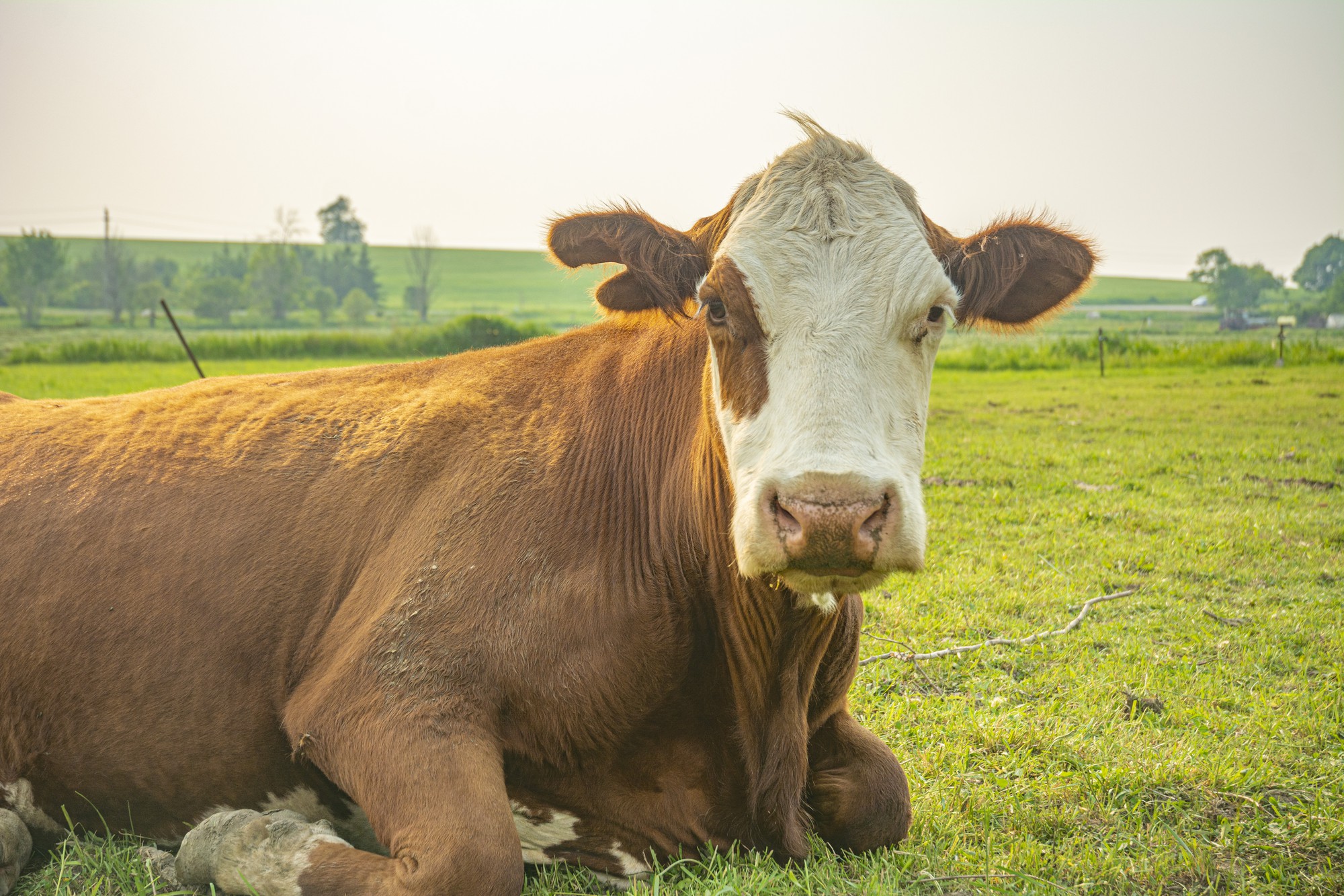 Hope Memorial Cow Hospital Fundraiser - CanadaHelps