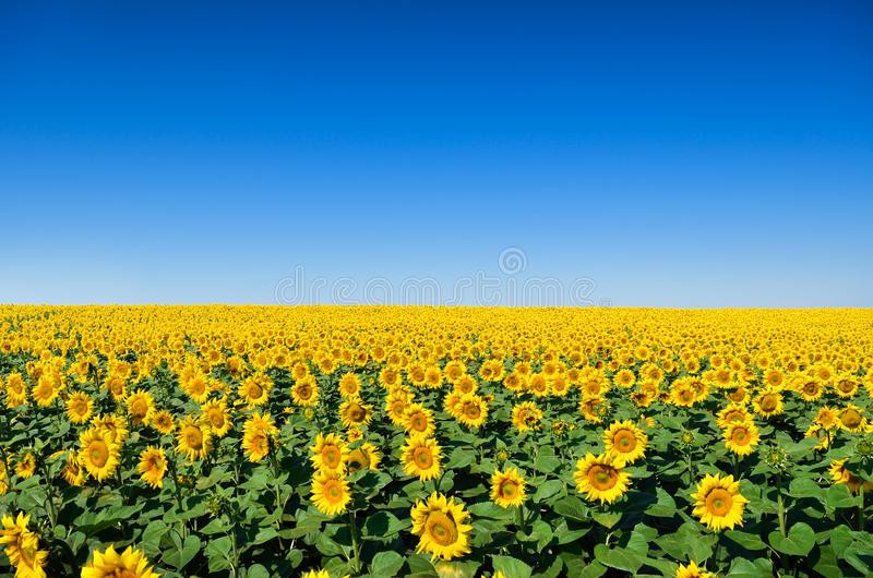 The Scott Family Project - Support for Ukraine - CanadaHelps
