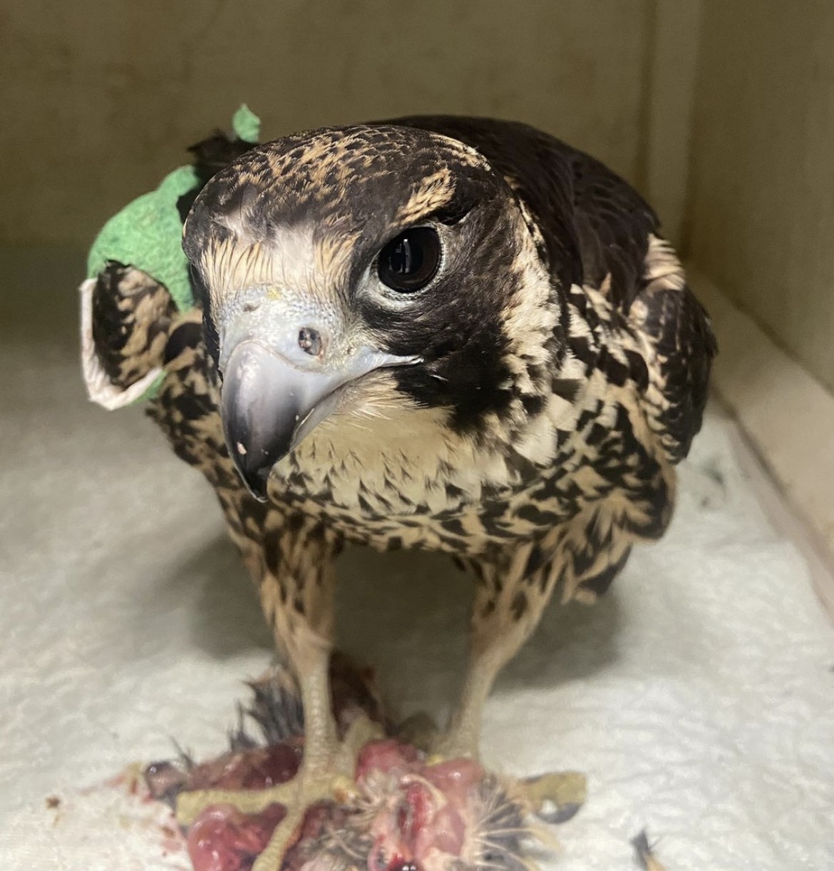 Kim & Kent Anniversary - CanadaHelps