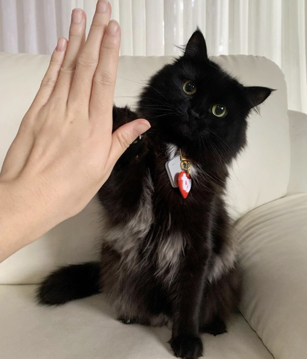 Voodoo's Holidays Animal Shelter Fundraiser - CanaDon