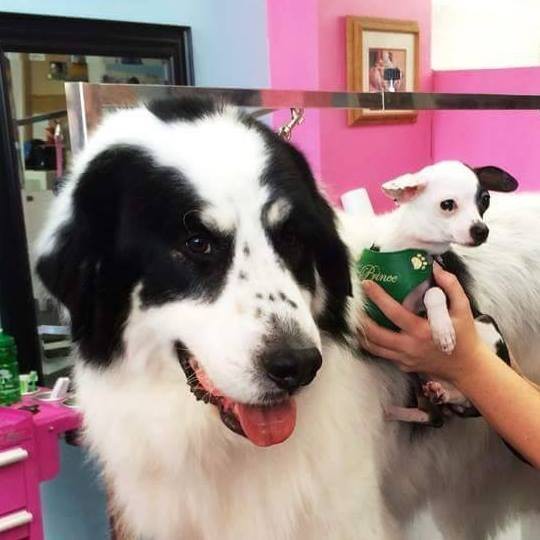 Charlie and Friends - CanadaHelps