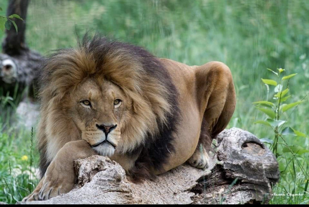 Memorial Fund for Aslan the Lion - CanadaHelps