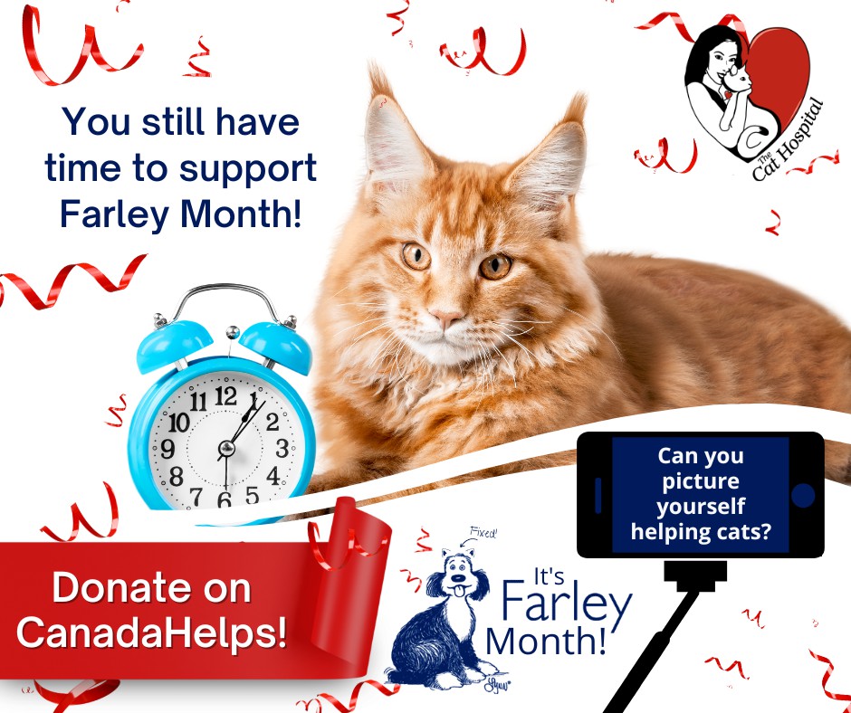 Merivale Cat Hospital 2023 Farley Month fundraiser! - CanadaHelps