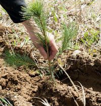 Nuclear: Power the Forest - Tree Planting Fundraiser, OPG 2022 ...