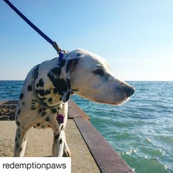 Redemption Paws Rescuing More Dogs from Texas! - CanadaHelps