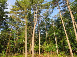 Nuclear: Power the Forest - Tree Planting Fundraiser, OPG 2022 ...