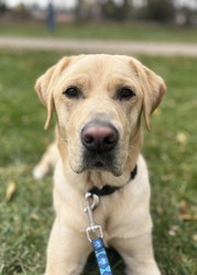 Build Up Brady Campaign - CanadaHelps