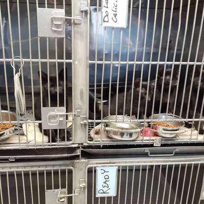 gananoque-district-humane-society | CharityProfile | Donate Online