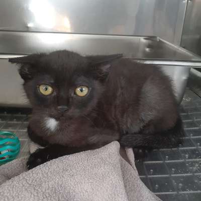 gananoque-district-humane-society | CharityProfile | Donate Online