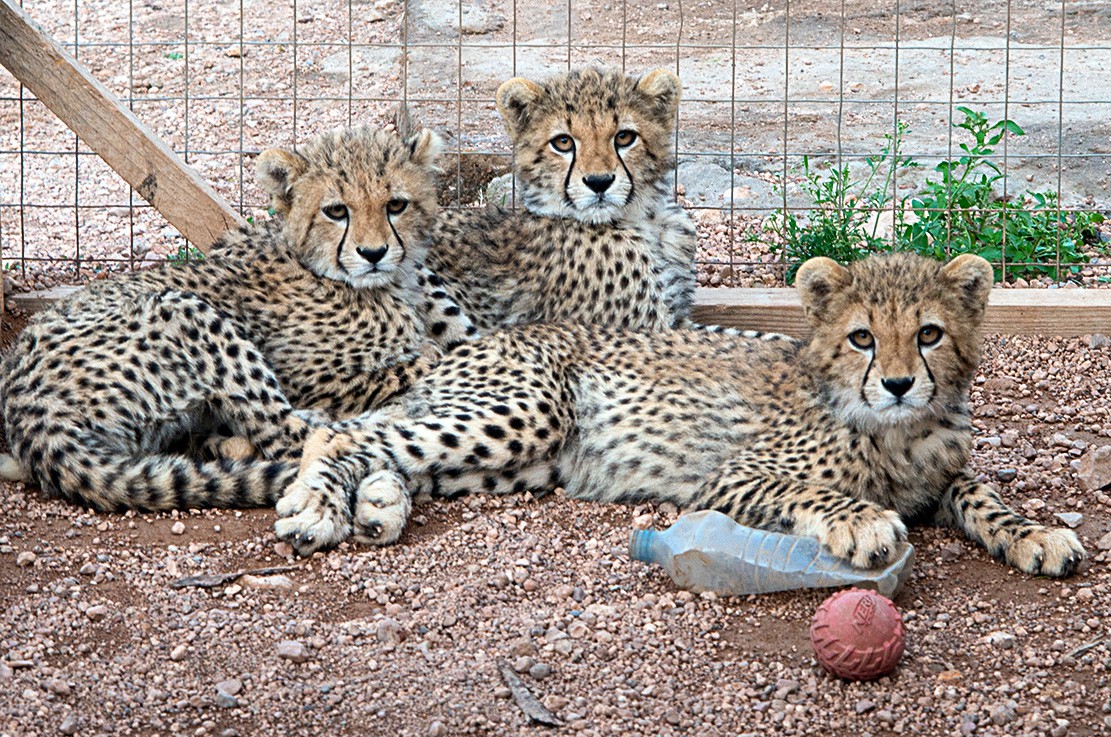 cheetah-conservation-fund-canada | CharityProfile | Donate Online