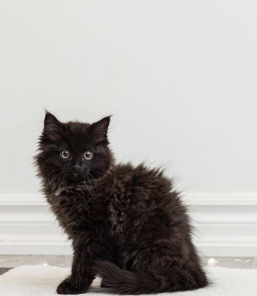 18th Annual Toronto Cat Rescue Bowl-a-thon - 7 Lucky Barn Cats ...