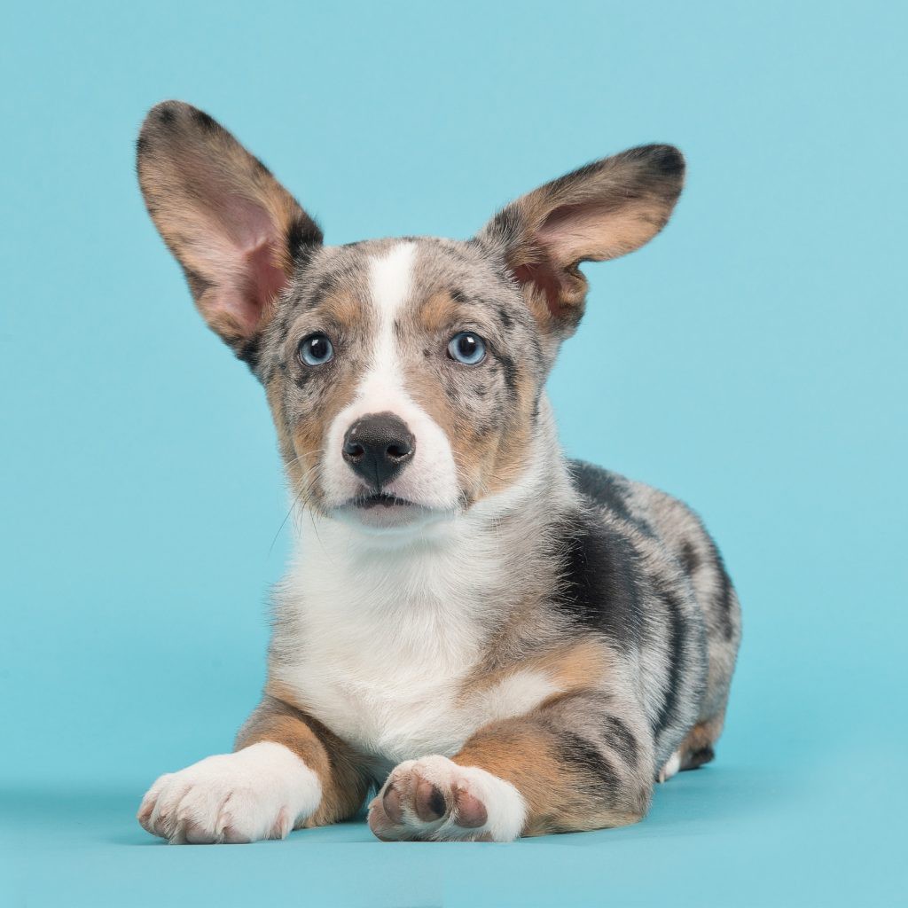 Cats VS Dogs 2021 - Team Dogs - CanadaHelps