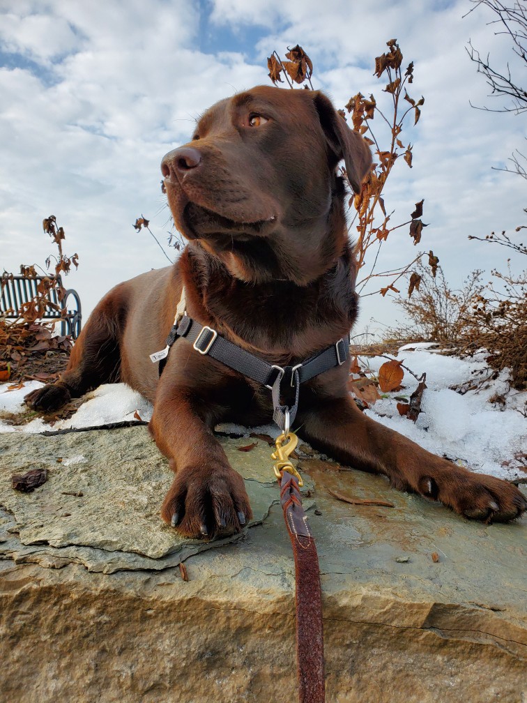 Woof Walk 2024 - Bear - CanadaHelps