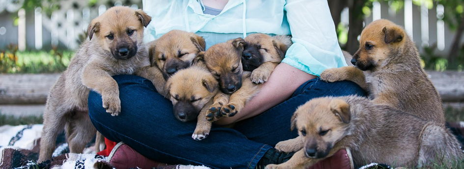 Animal Rescue Foundation (ARF) of Alberta - Fundraise for ARF - CanadaHelps